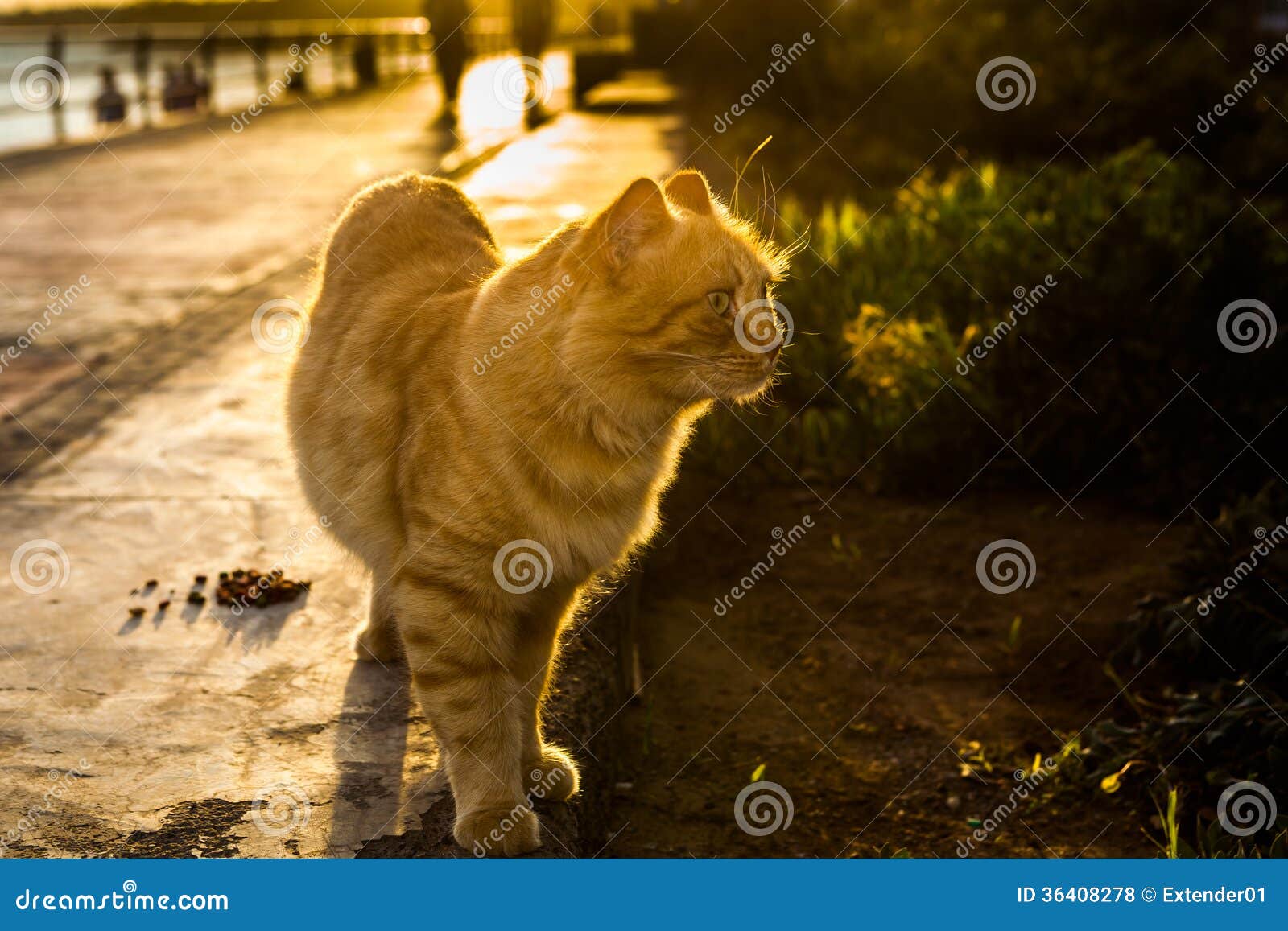 Gato en sol foto de archivo. Imagen de gato, hermoso - 36408278