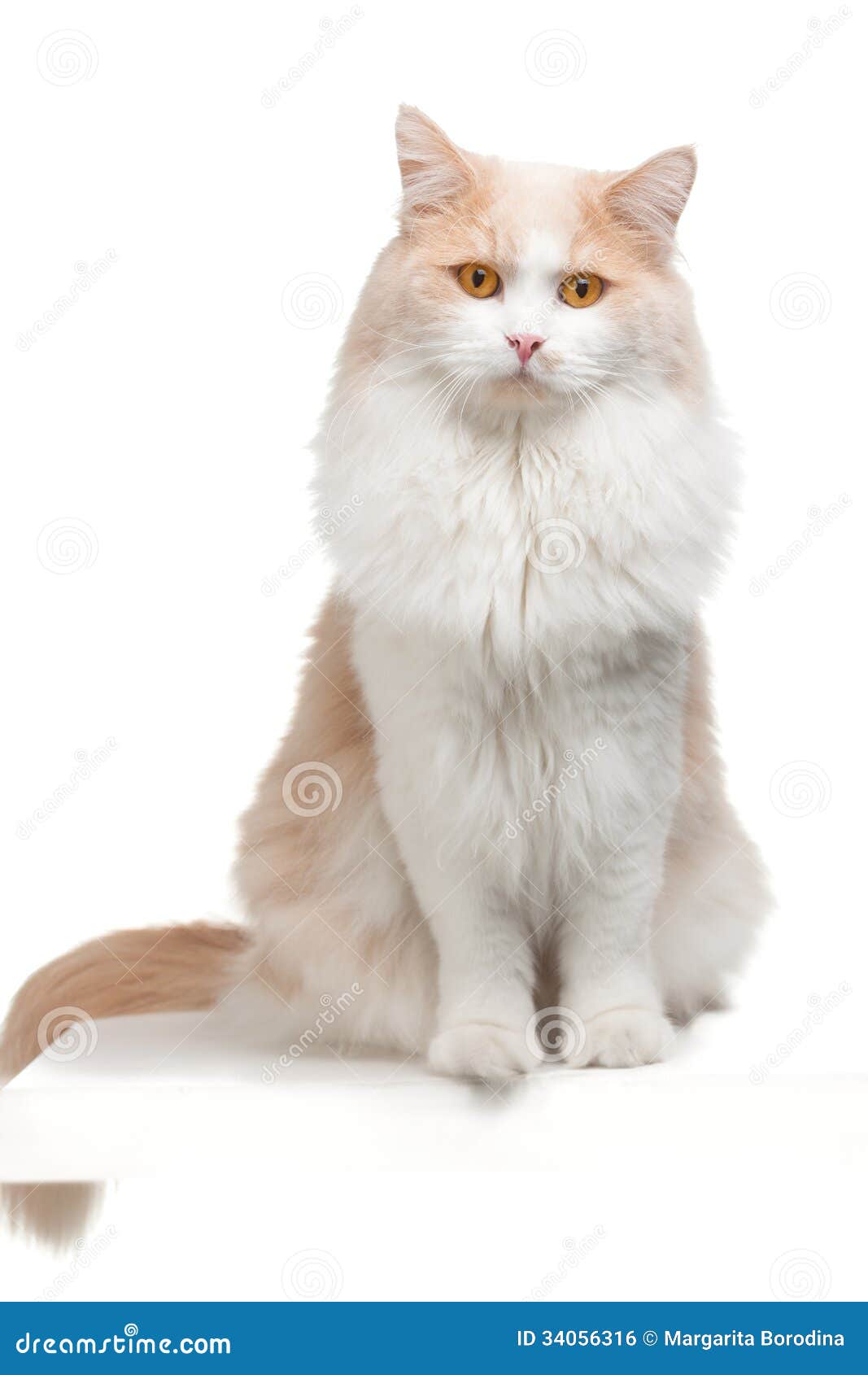 Gato en un fondo blanco foto de archivo. Imagen de gatito - 34056316