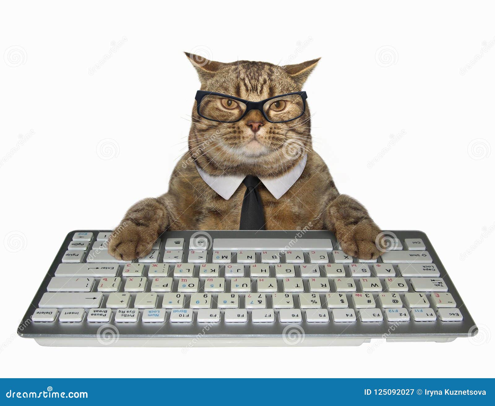 Gato En Un Lazo Con Un Teclado Blanco Imagen de archivo - Imagen de ...