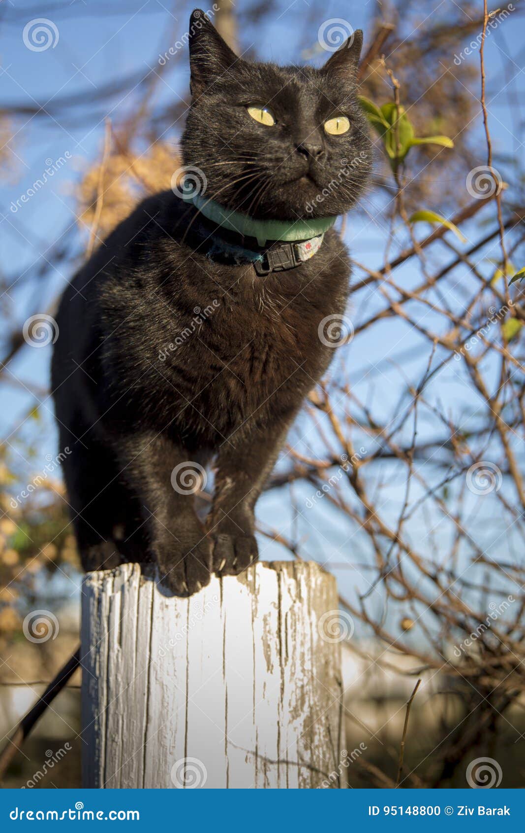 Gato en un polo foto de archivo. Imagen de poste, gato - 95148800