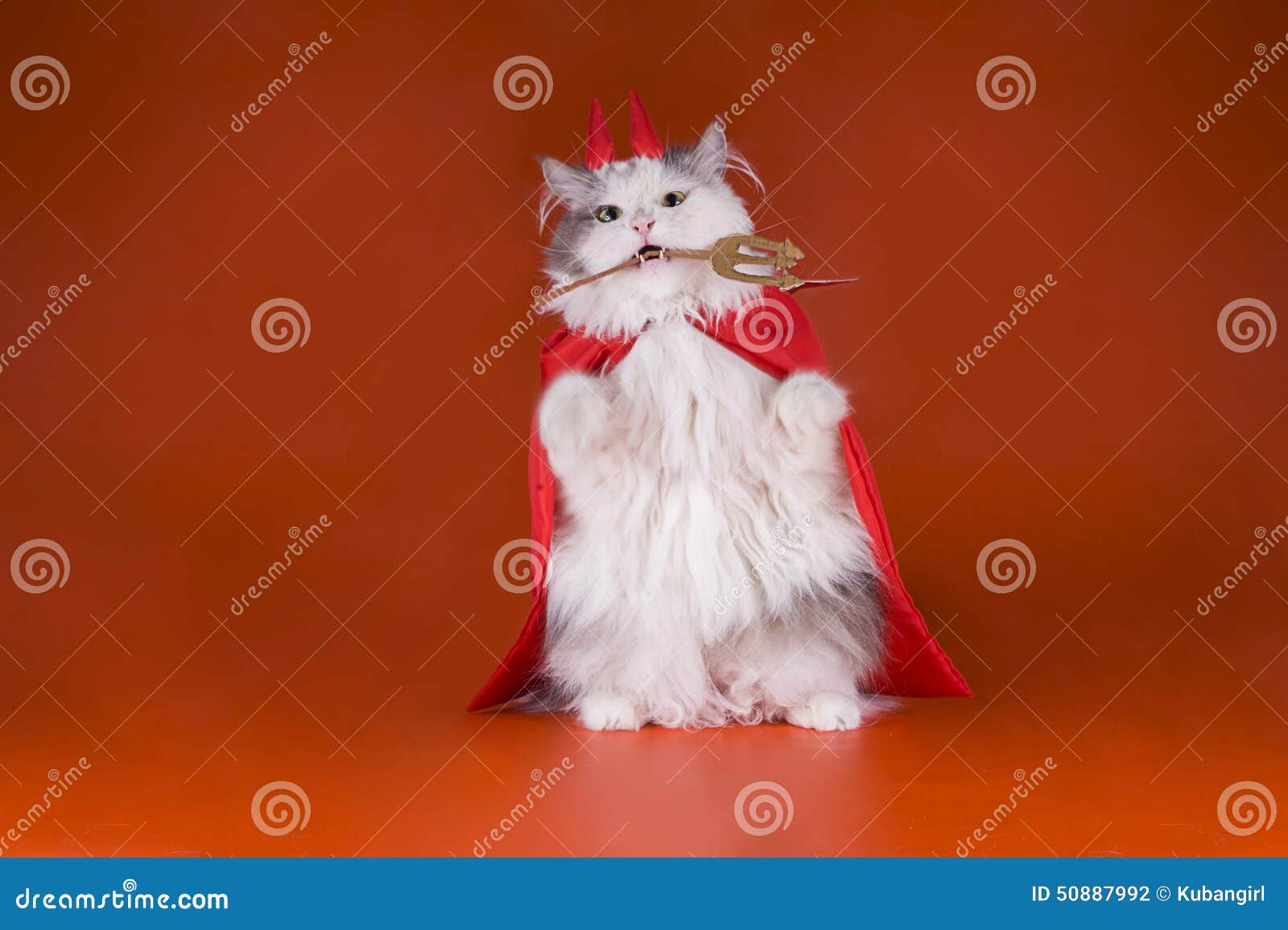 Gato En Un Traje Del Diablo Foto de archivo - Imagen de casta, imagen ...