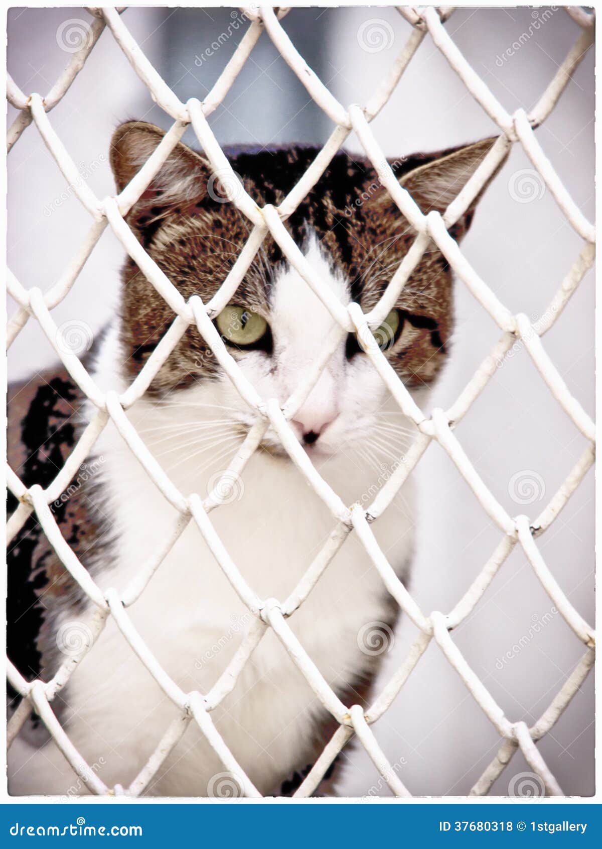 Gato encarcelado (6) foto de archivo. Imagen de animal - 37680318