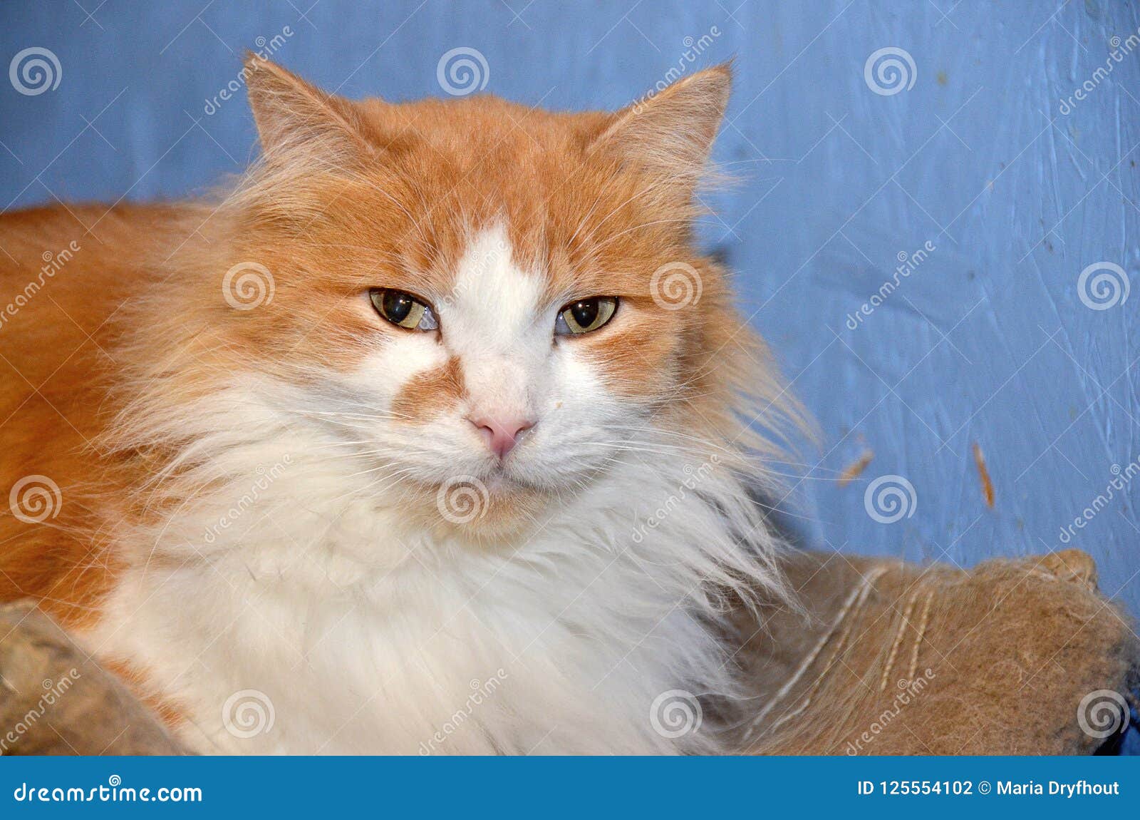 Gato enfermo con los mocos foto de archivo. Imagen de snorder - 125554102