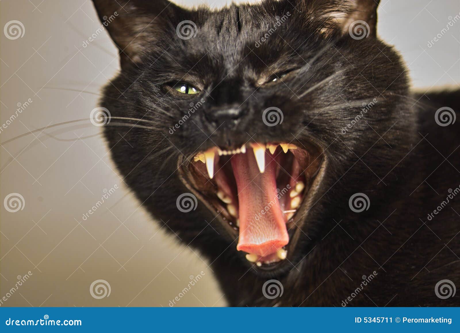 Gato enojado imagen de archivo. Imagen de deslumbrar, amenazador - 5345711