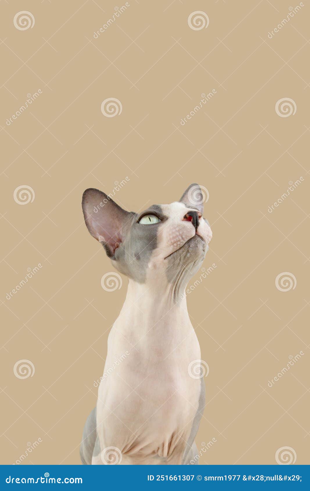 Gato Esfinge Curioso Implorando Comida Olhando Para Cima. Isolado Em ...