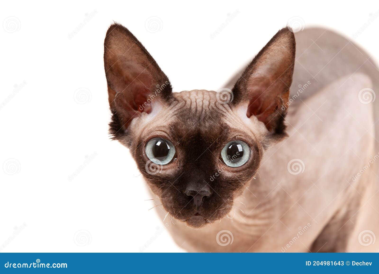 Gato Esfinge Em Branco. Gato Careca. Gato Pelado. Gato Sem Cabelo ...