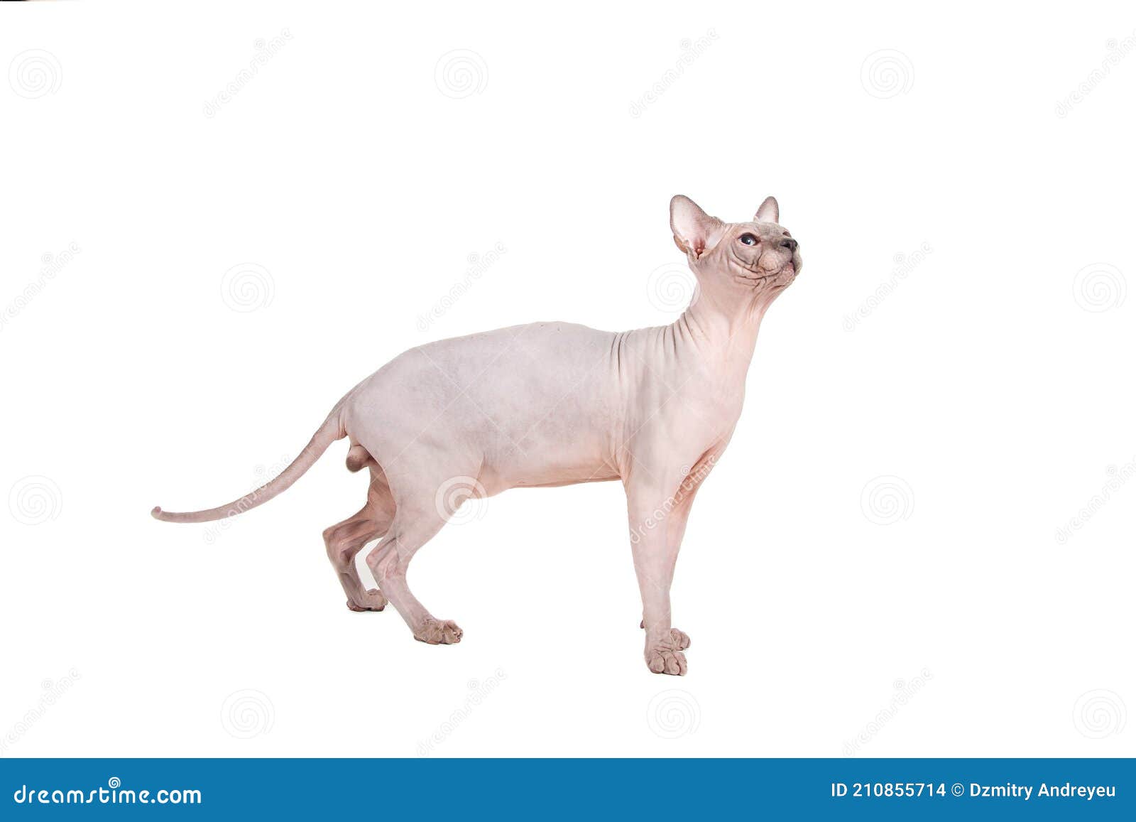 Gato esfinge foto de archivo. Imagen de gato, adulto - 210855714