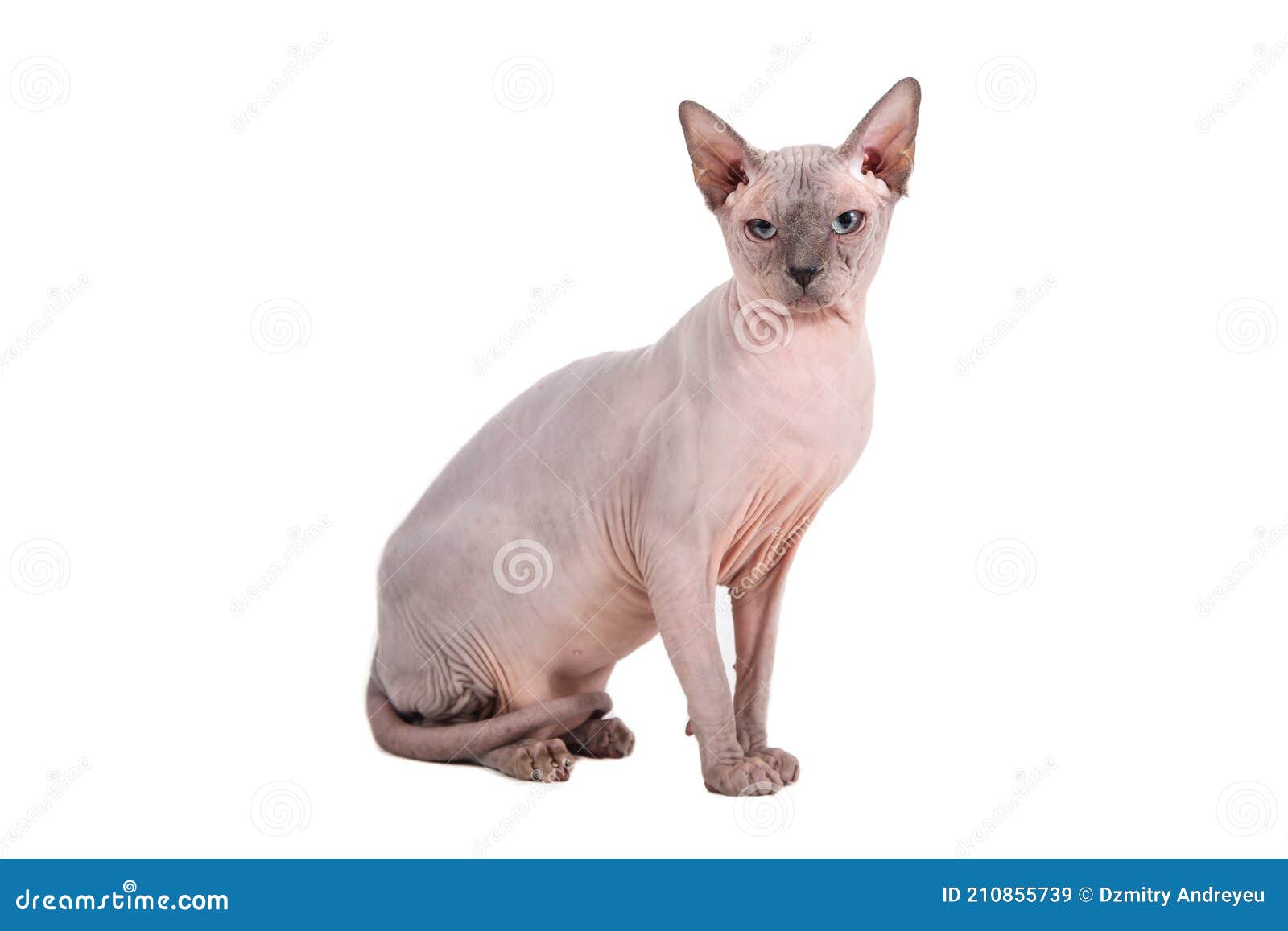 Gato esfinge imagen de archivo. Imagen de nadie, tolerancia - 210855739