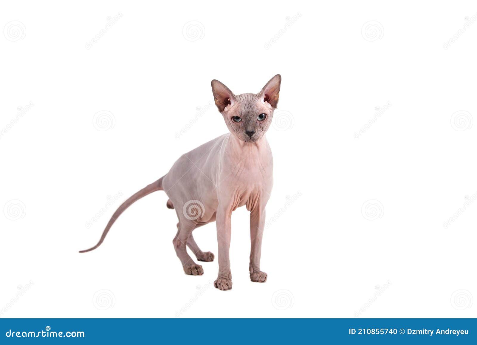 Gato esfinge foto de archivo. Imagen de ojos, calvo - 210855740