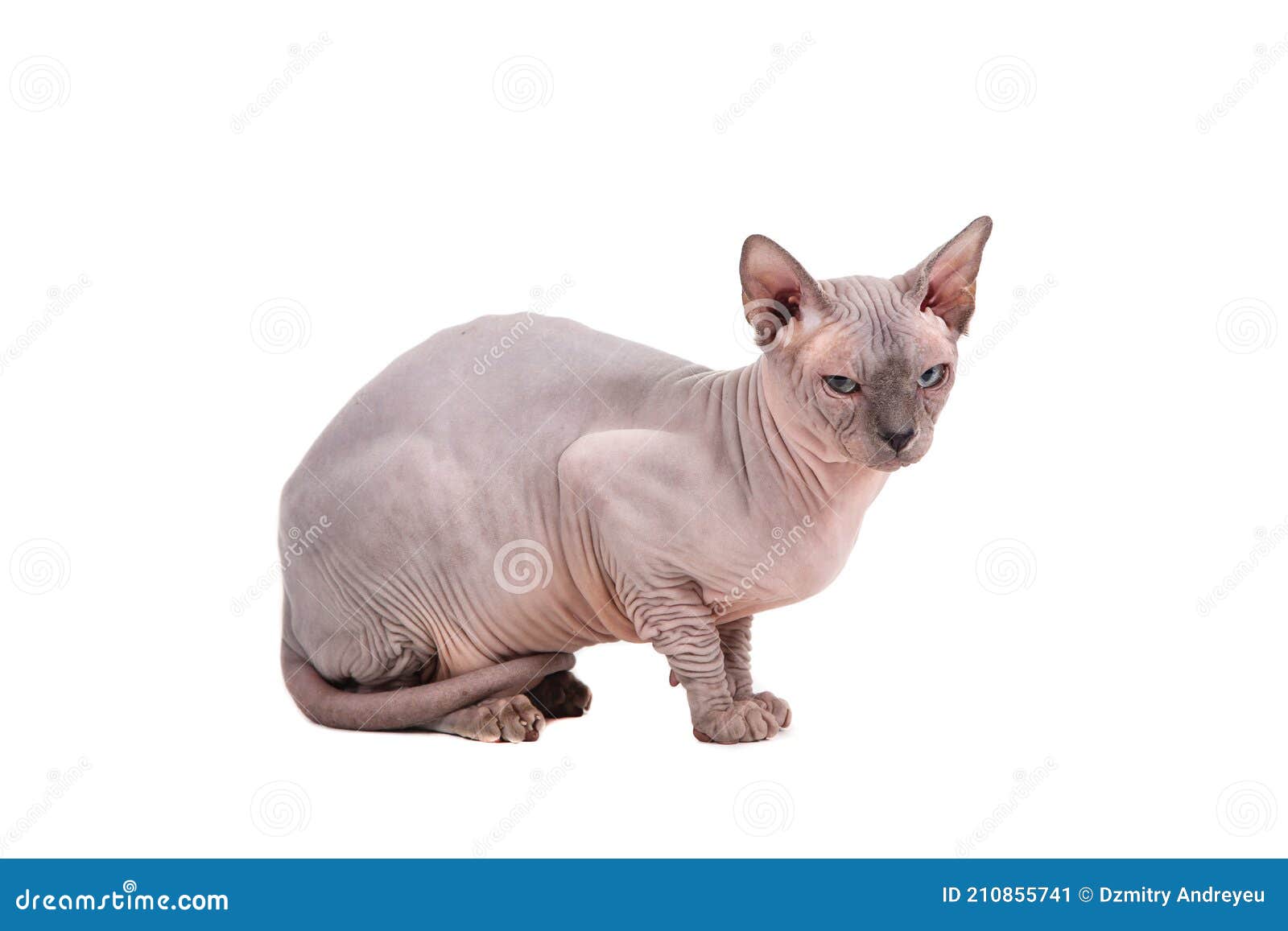 Gato esfinge imagen de archivo. Imagen de bozal, canadiense - 210855741