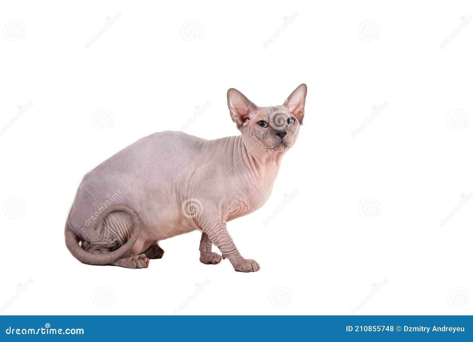 Gato esfinge foto de archivo. Imagen de adulto, pata - 210855748