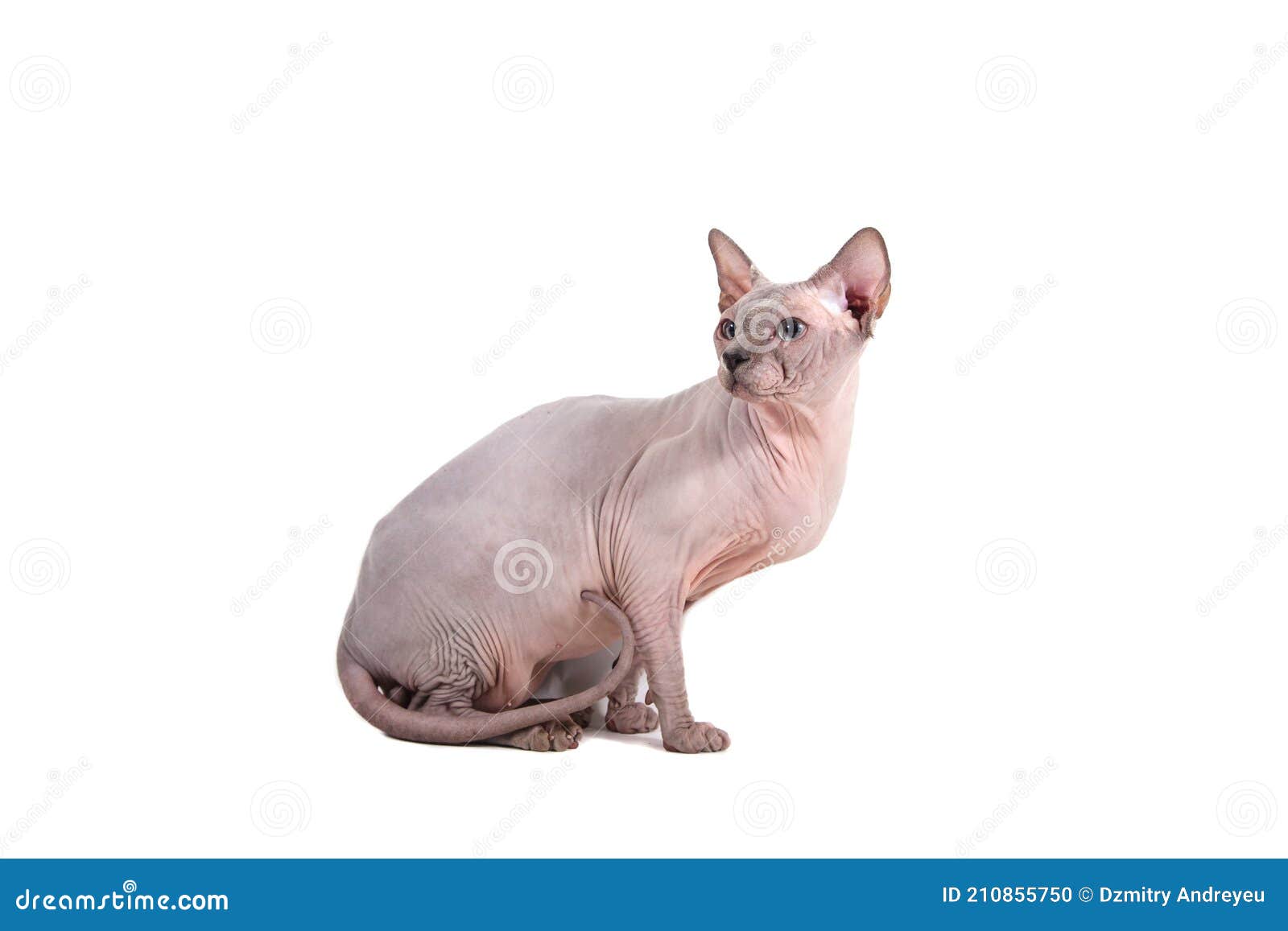 Gato esfinge foto de archivo. Imagen de mascota, purebred - 210855750