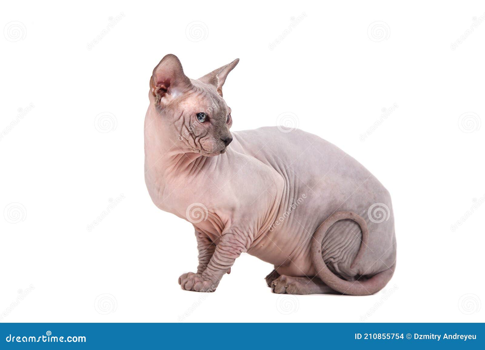 Gato esfinge foto de archivo. Imagen de animal, bozal - 210855754