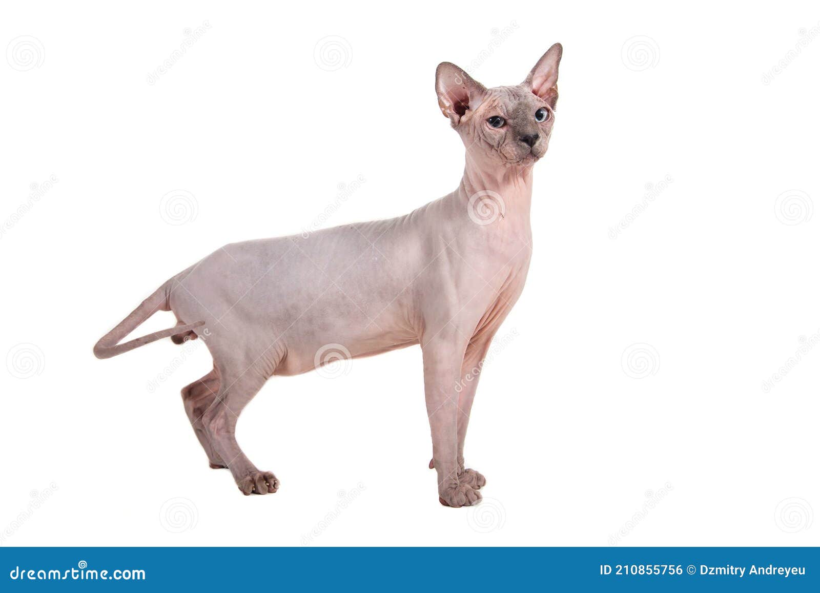 Gato esfinge foto de archivo. Imagen de canadiense, pata - 210855756