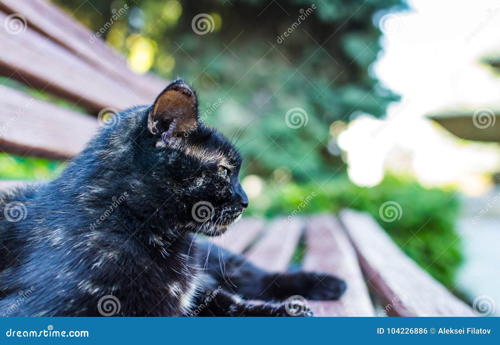 Gato feliz foto de archivo. Imagen de gato, enamoramiento - 104226886