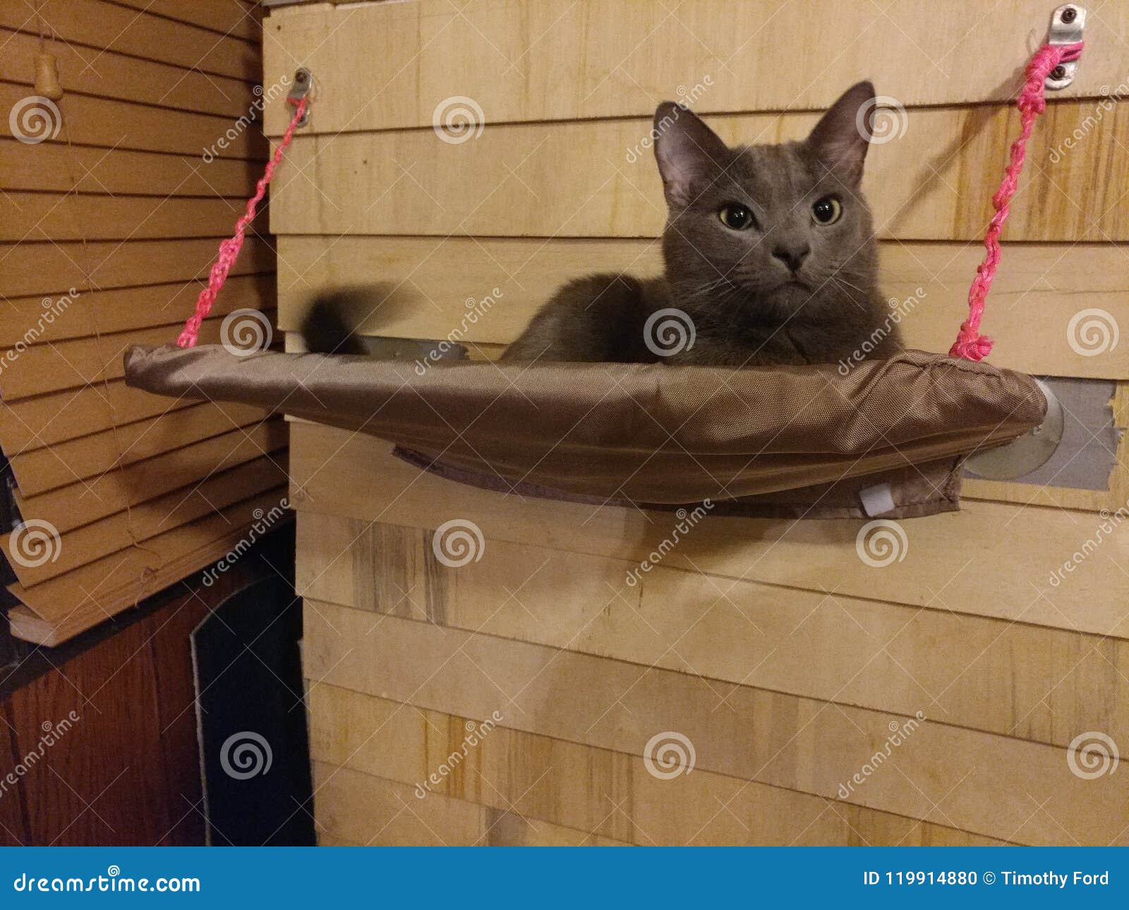 Gato feliz foto de archivo. Imagen de viejo, sonriente - 119914880