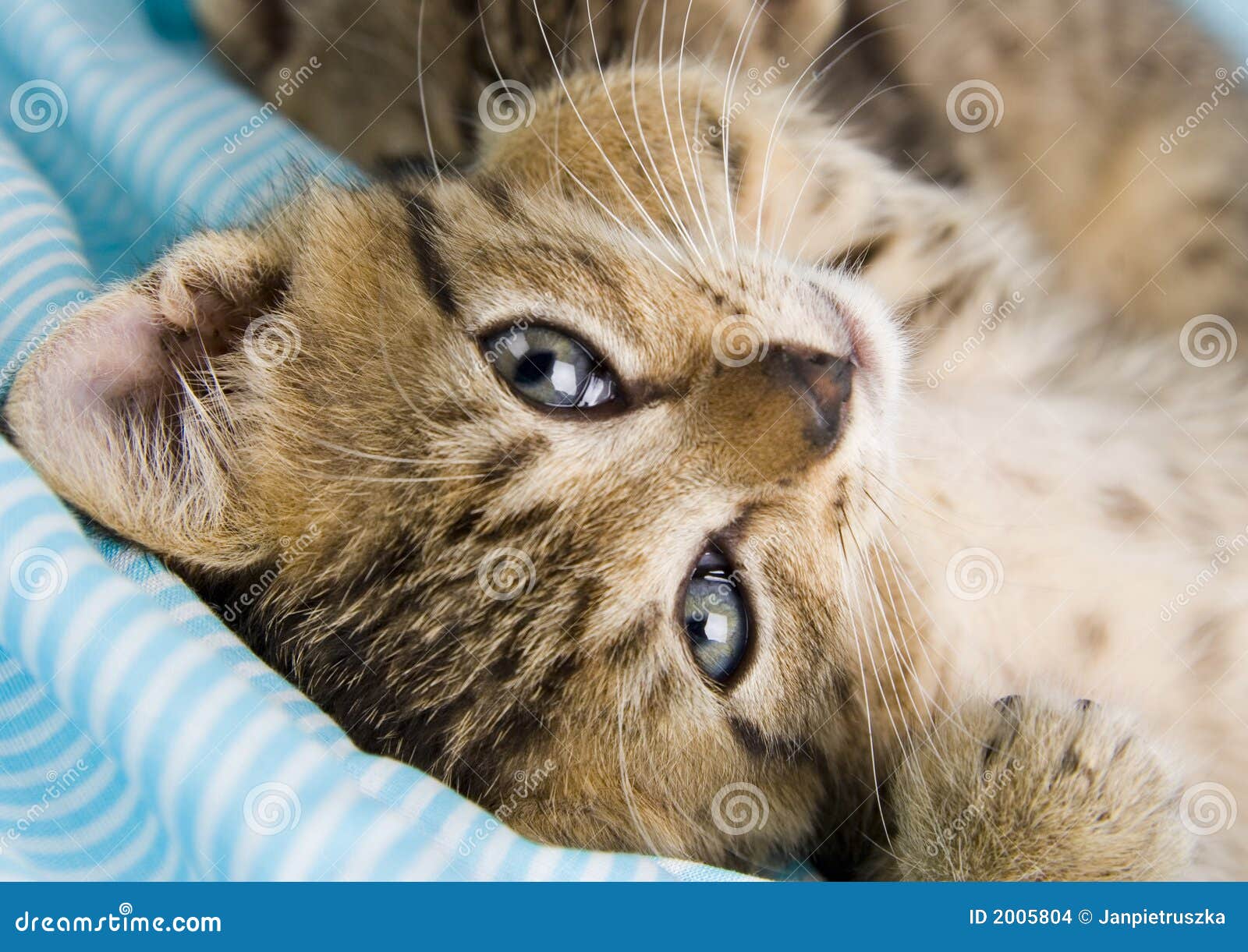 Gato feliz foto de archivo. Imagen de animal, gato, mascota - 2005804