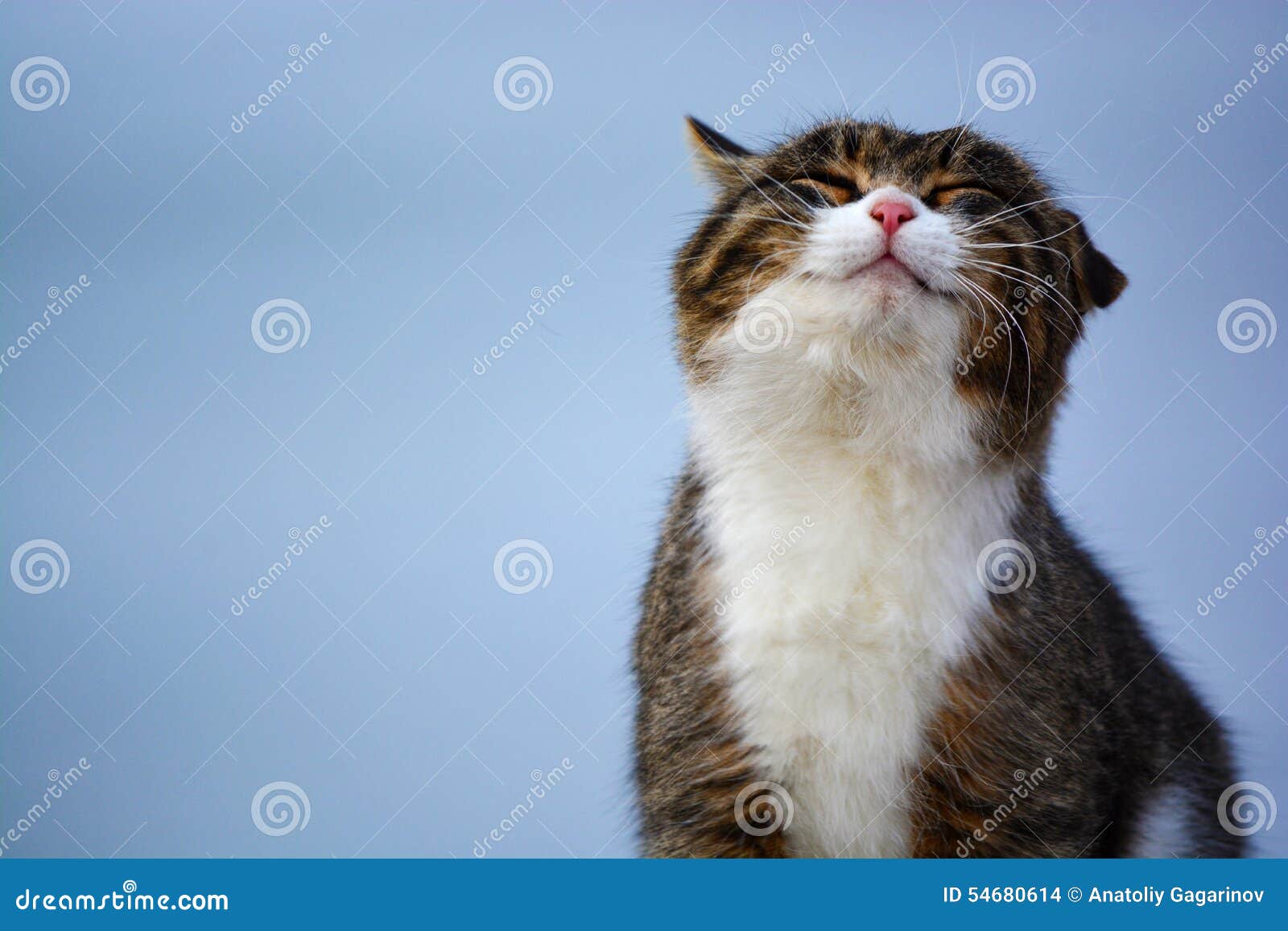 Gato feliz foto de archivo. Imagen de hierba, estupendo - 54680614