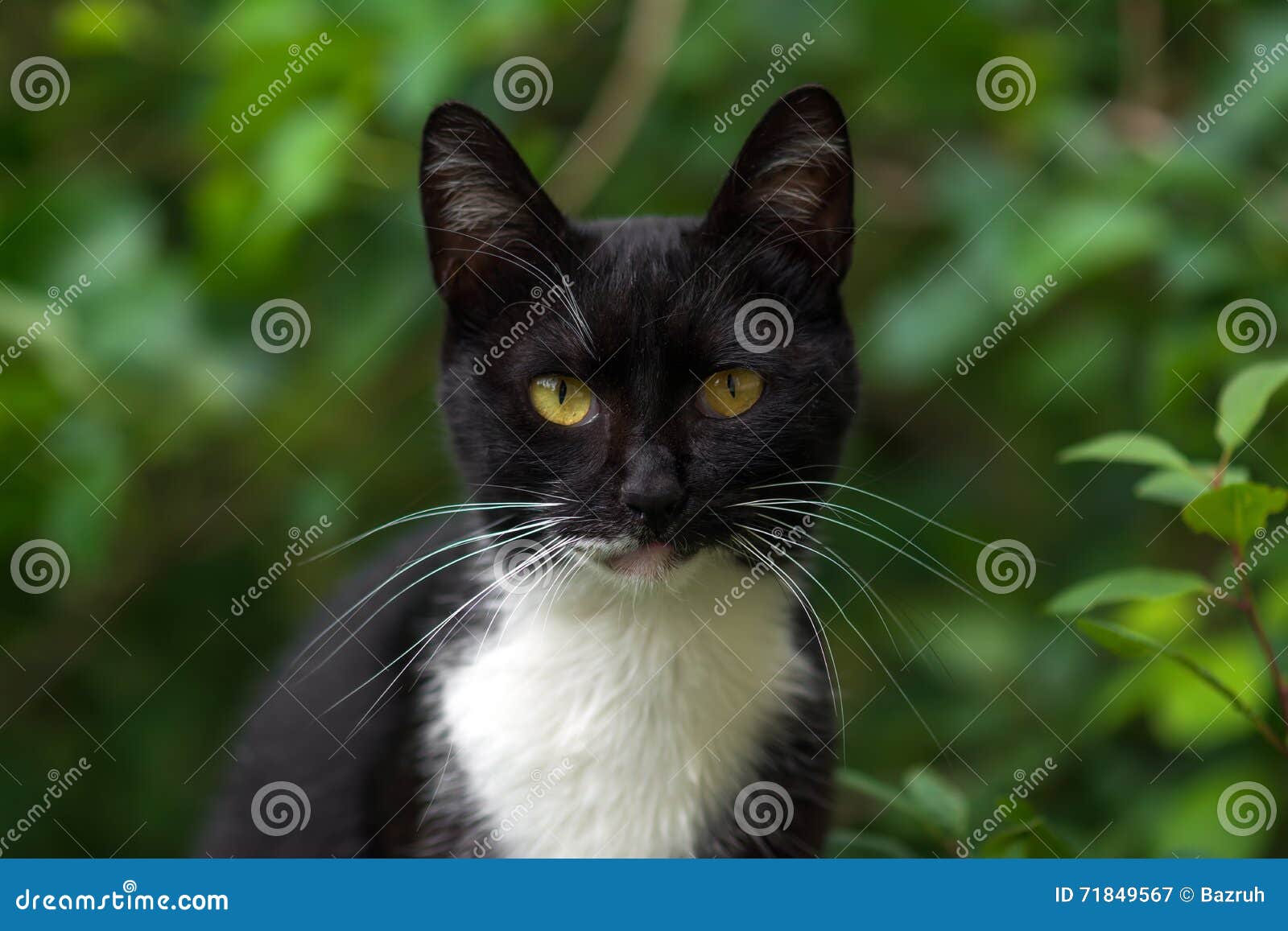 Gato feliz imagen de archivo. Imagen de piel, cachorro - 71849567