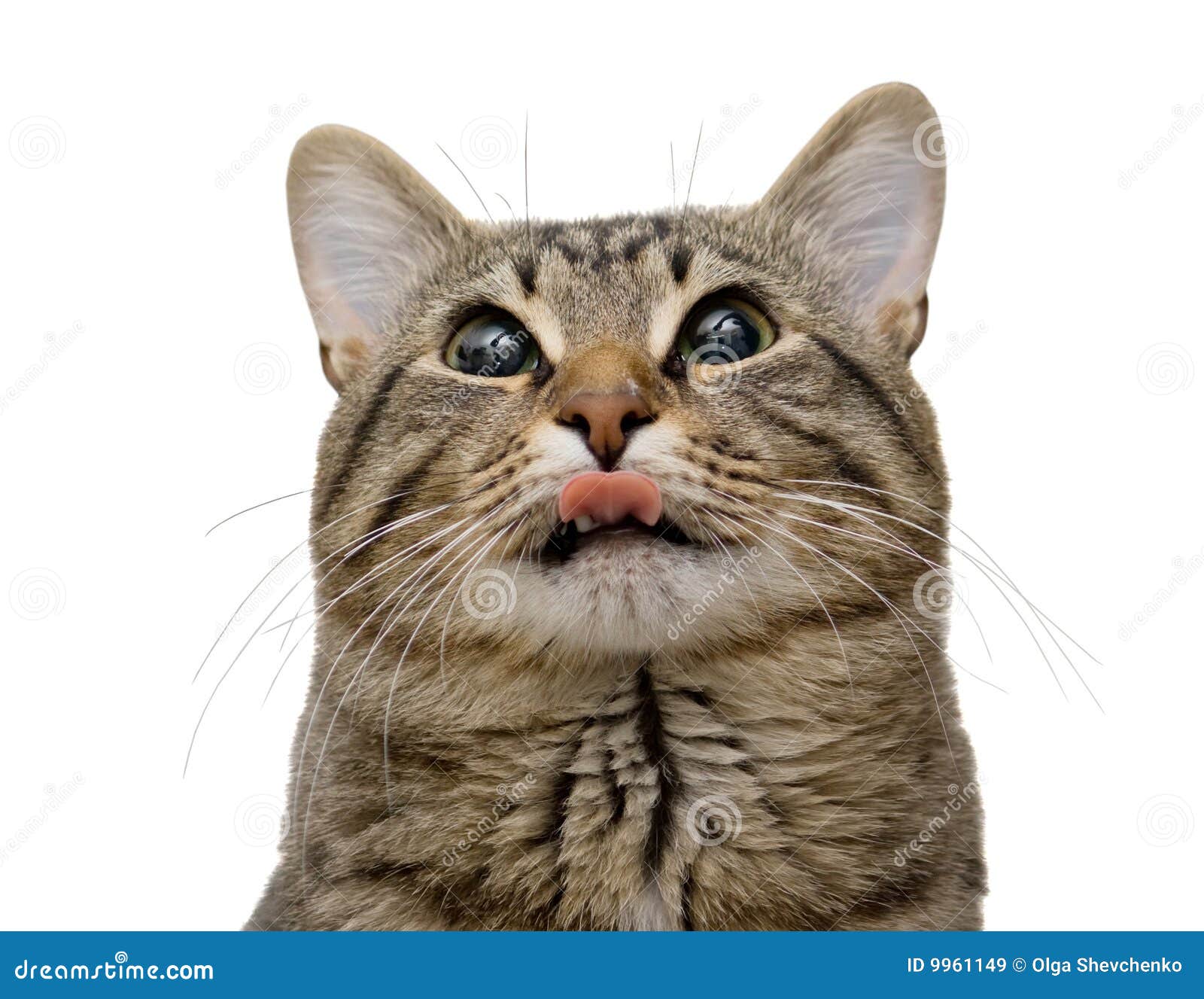 Gato feliz imagem de stock. Imagem de sorrir, humor, pele - 9961149