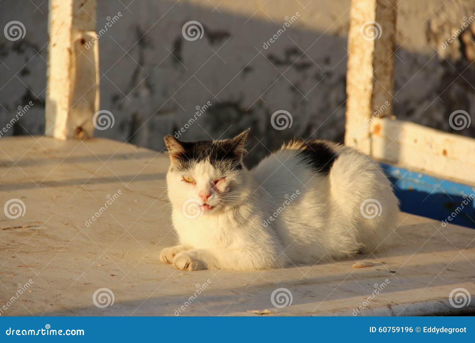Gato feo foto de archivo. Imagen de medina, perezoso - 60759196