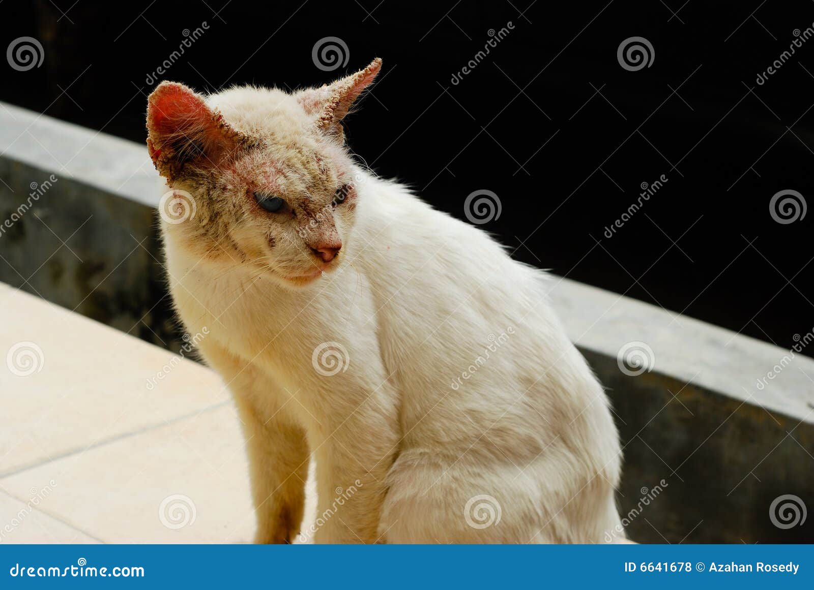 Gato Feo Con Enfermedad De Piel Foto de archivo - Imagen de blanco ...