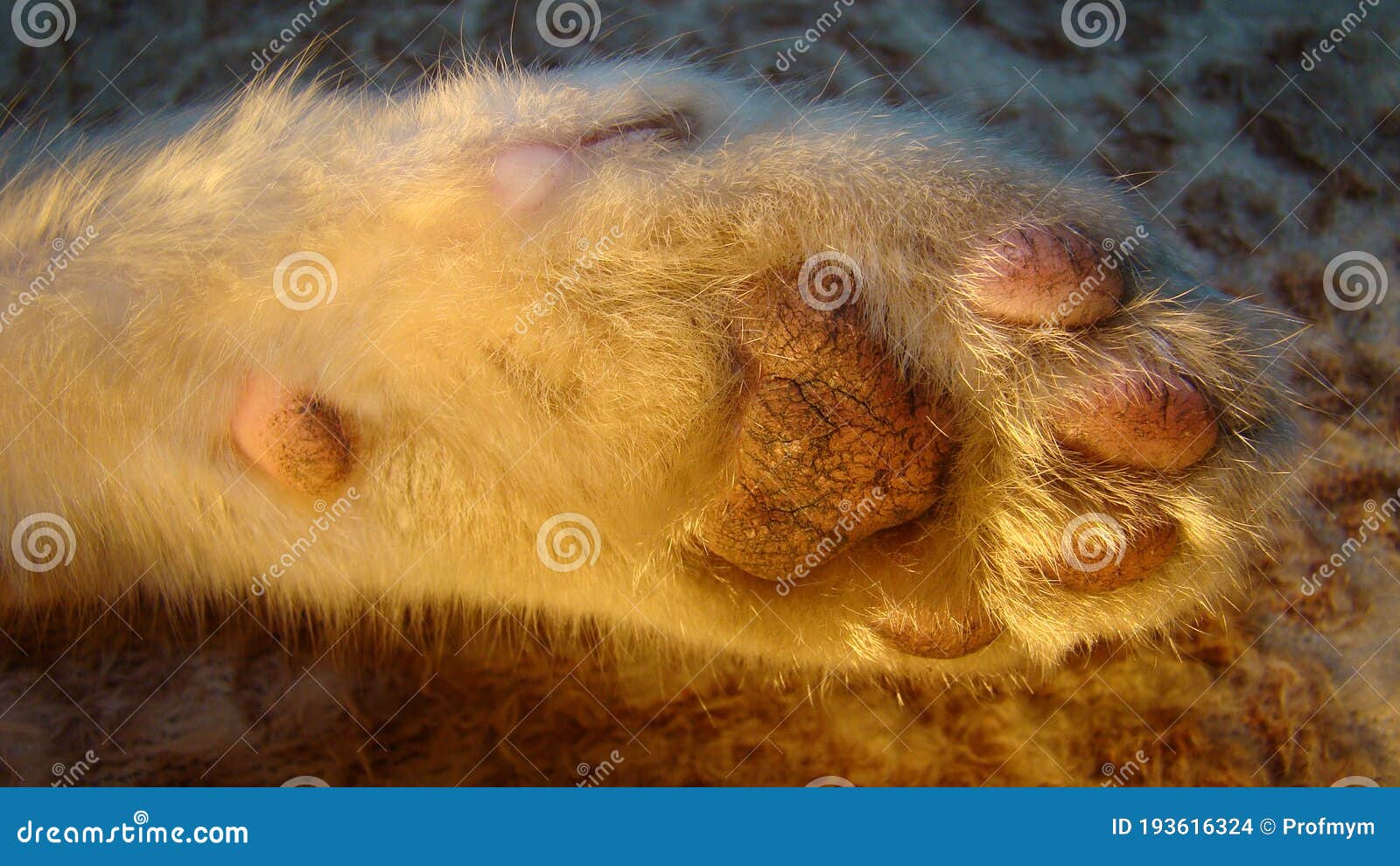 Gato Garra El Pie Del Gato Pisotea El Gato Blanco Foto de archivo ...