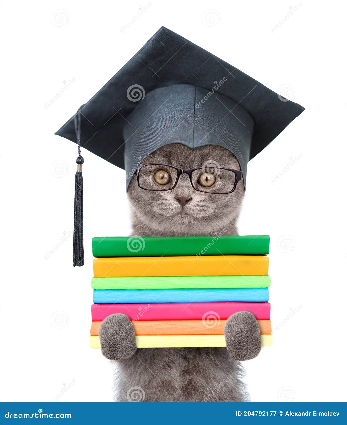 Gato Graduado Con Libros. Aislado Sobre Fondo Blanco Imagen de archivo ...