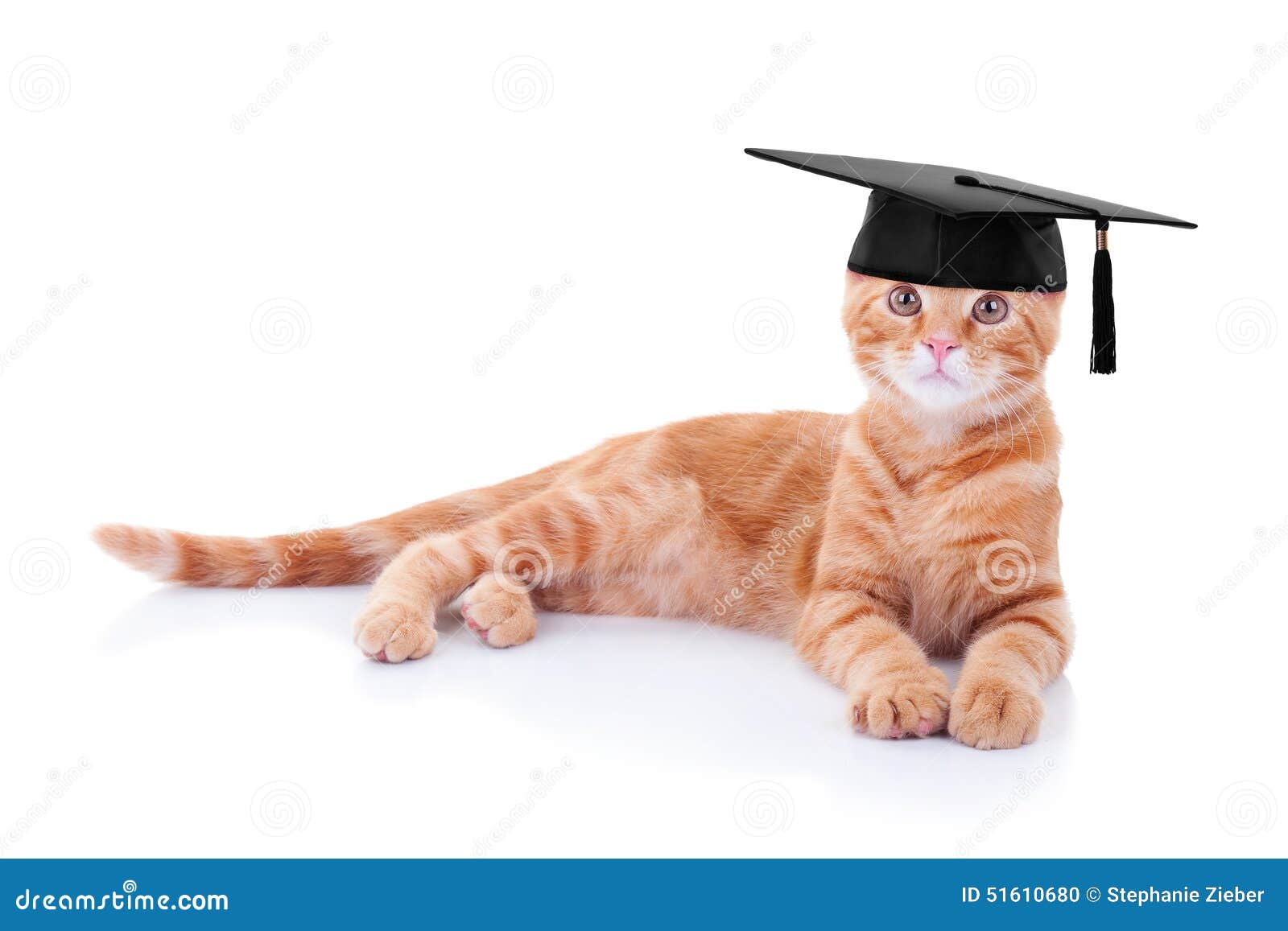 Gato Graduado De La Graduación Foto de archivo - Imagen de bebés ...