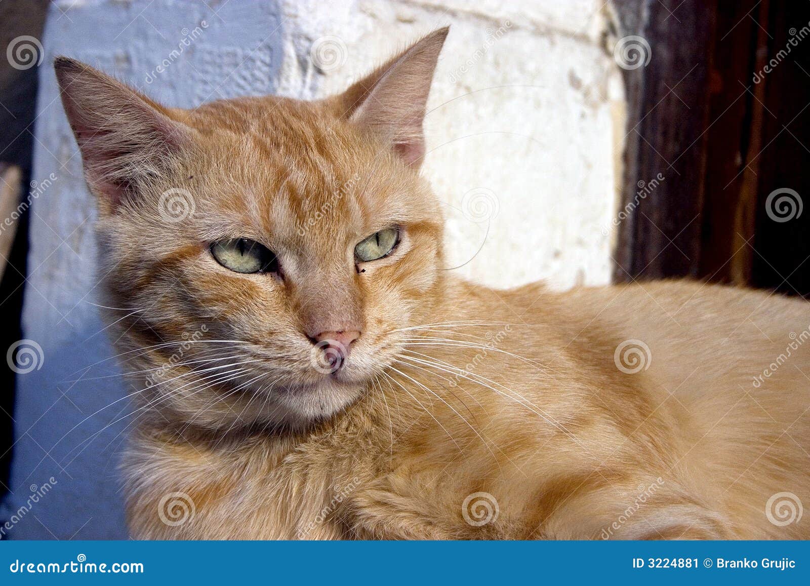 Gato grego imagem de stock. Imagem de barra, console, corfu - 3224881