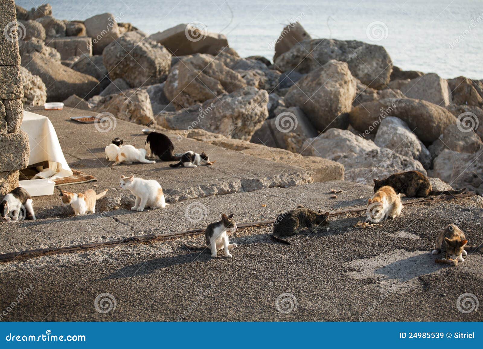 Gato grego bonito imagem de stock. Imagem de areia, rocha - 24985539