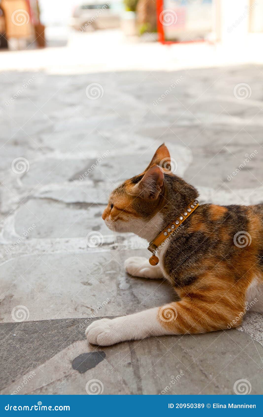 Gato grego em uma aléia imagem de stock. Imagem de espera - 20950389
