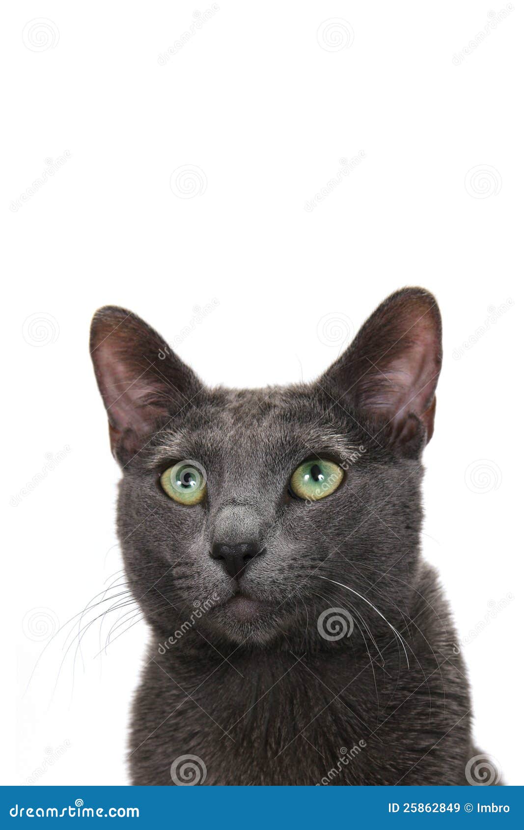 Gato gris astuto imagen de archivo. Imagen de peludo - 25862849