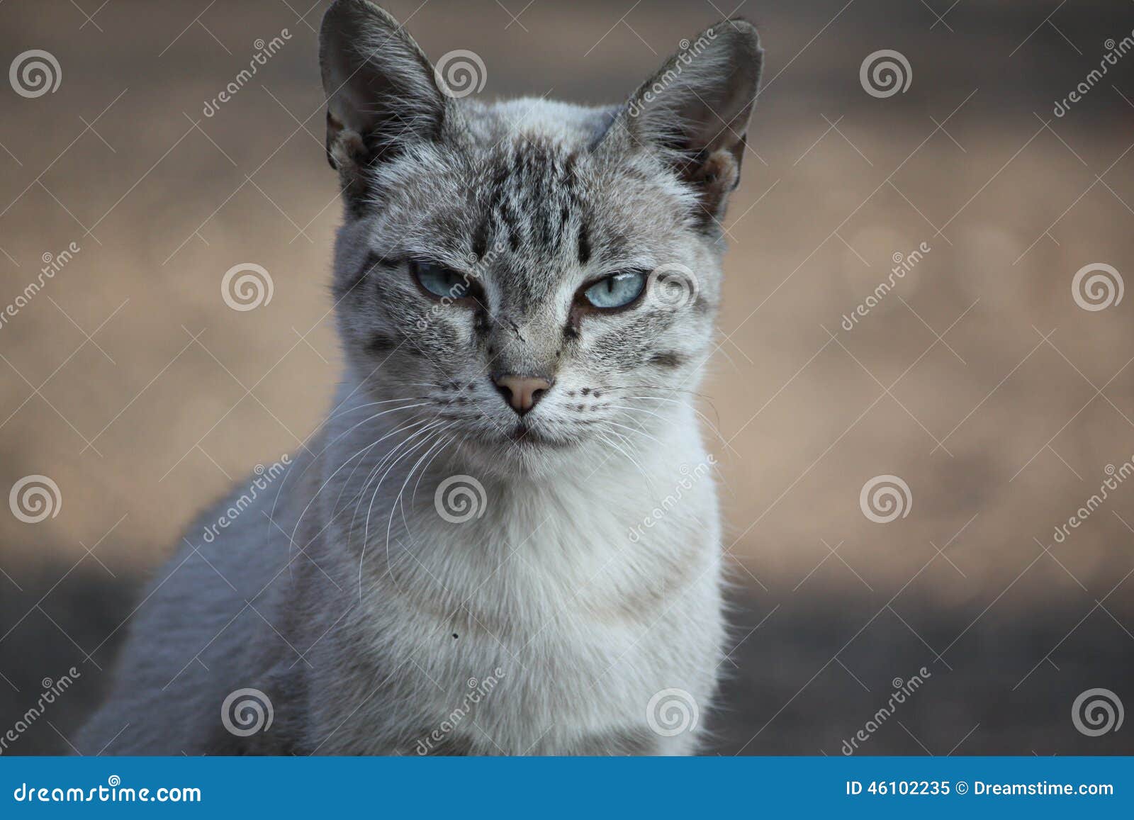 Gato gris claro imagen de archivo. Imagen de animales - 46102235