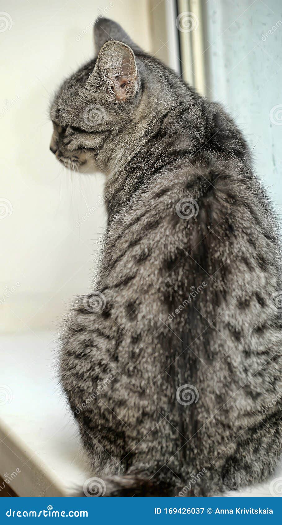 Gato gris con rayas imagen de archivo. Imagen de pelo - 169426037