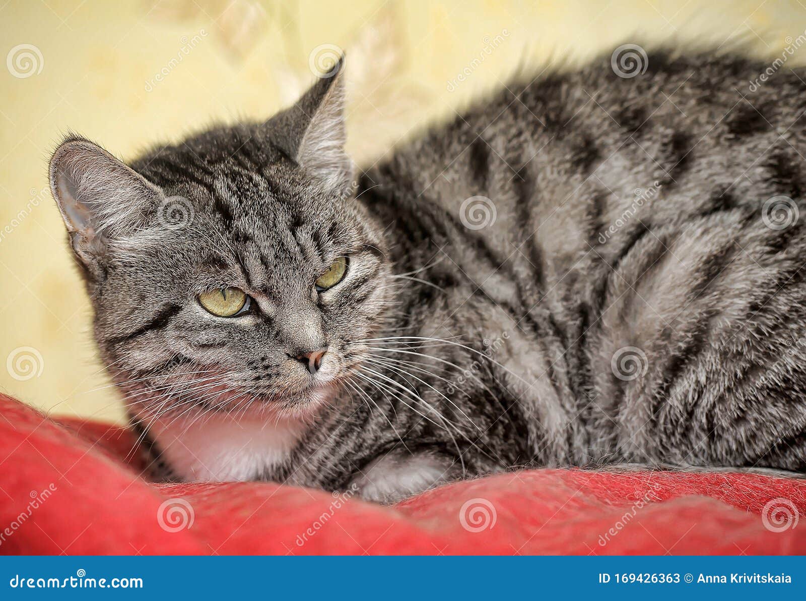 Gato gris con rayas imagen de archivo. Imagen de gato - 169426363