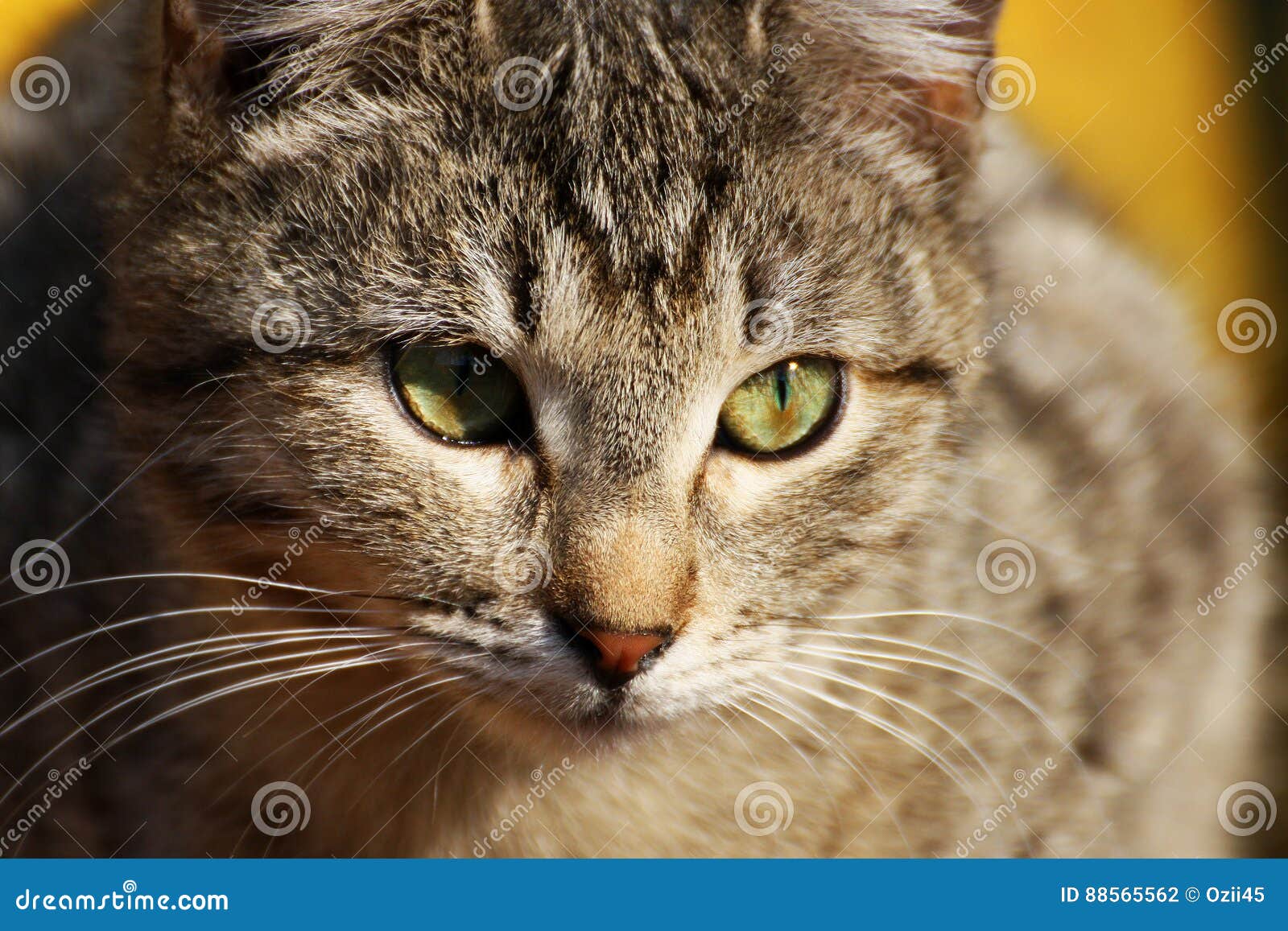 Gato gris rayado foto de archivo. Imagen de retrato, cuidado - 88565562