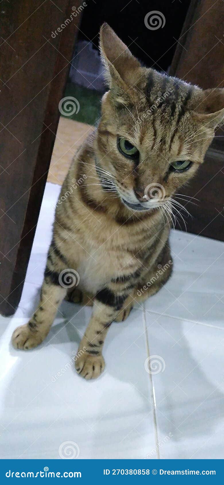 Gato grumpy foto de archivo. Imagen de lindo, gato, gatito - 270380858