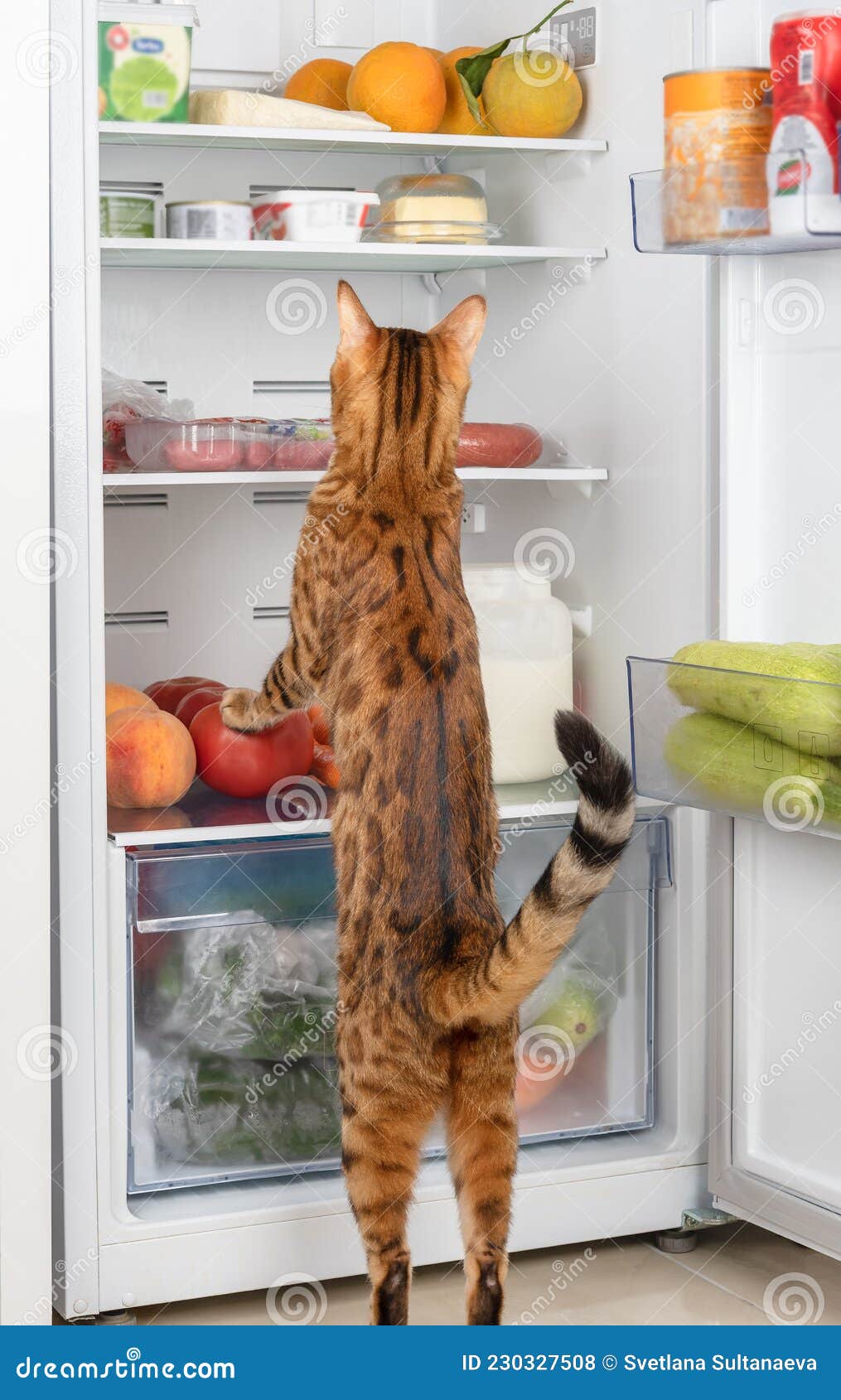 Gato Hambriento Roba Comida Del Refrigerador Foto de archivo - Imagen ...
