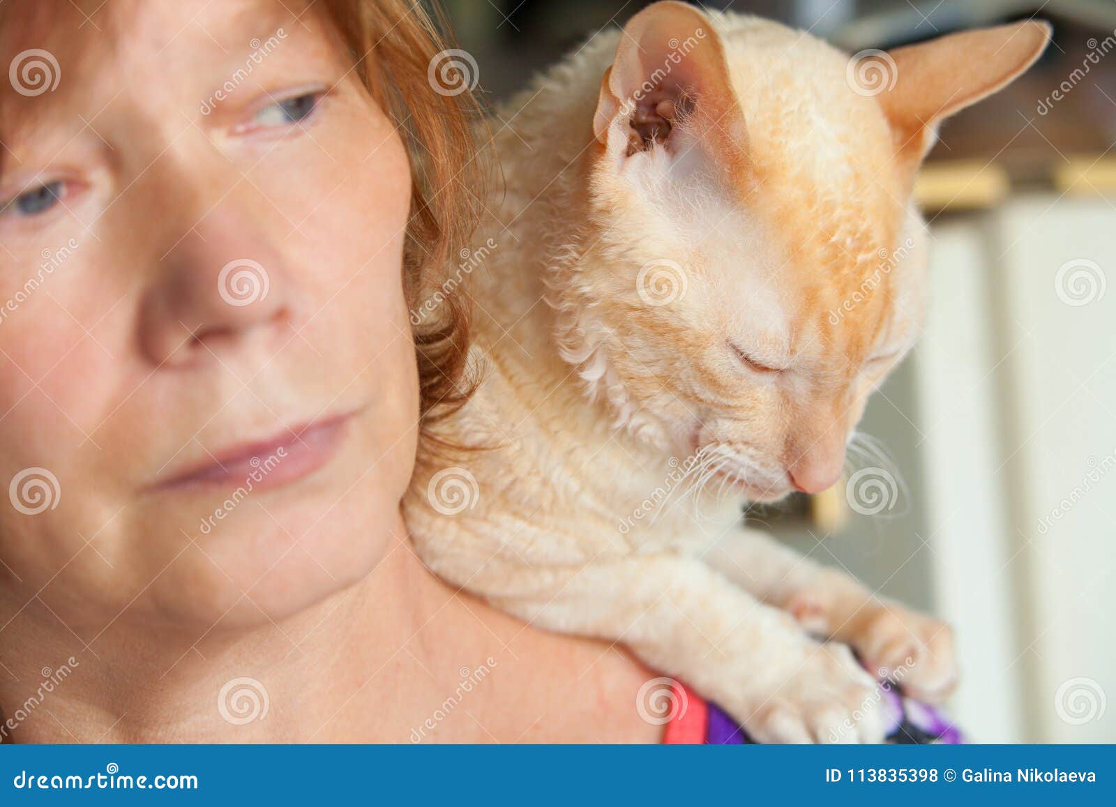 Gato Hermoso Con El Pelo Rizado Foto de archivo - Imagen de cuidado ...