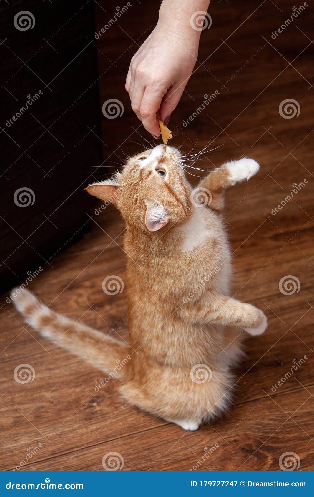 Gato Implora Comida Na Cozinha Enquanto Cozinha Imagem de Stock ...