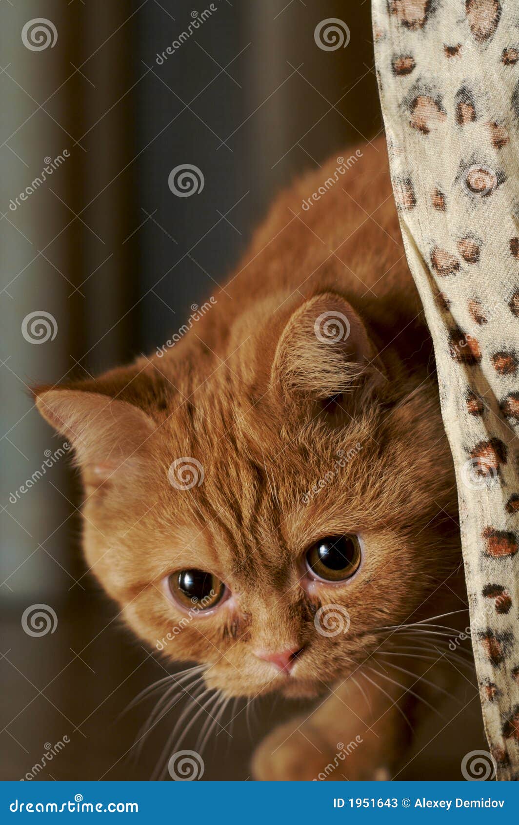 Gato interesado imagen de archivo. Imagen de mirada, curiosidad - 1951643