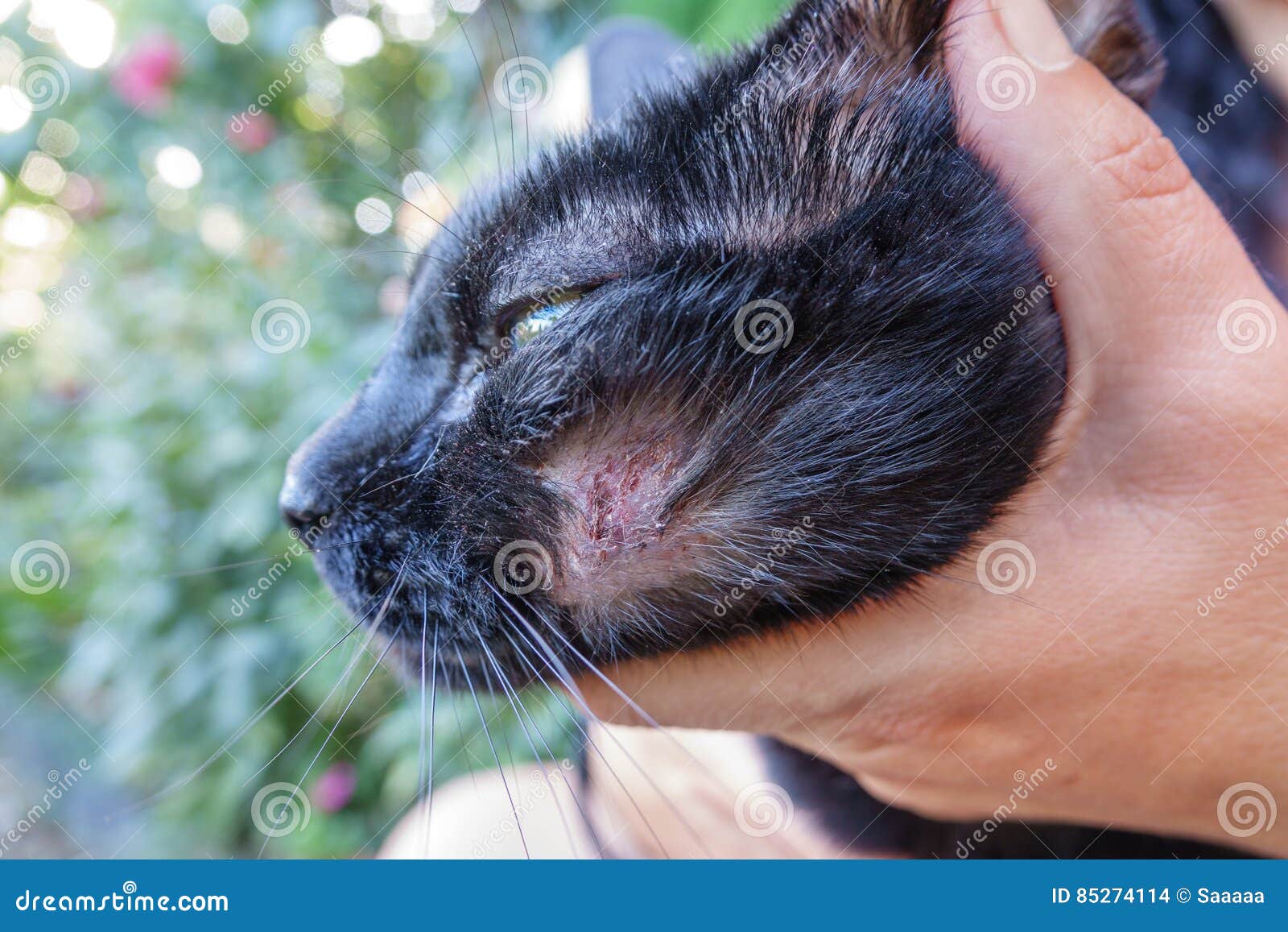 Gato lastimado foto de archivo. Imagen de salud, peligroso - 85274114