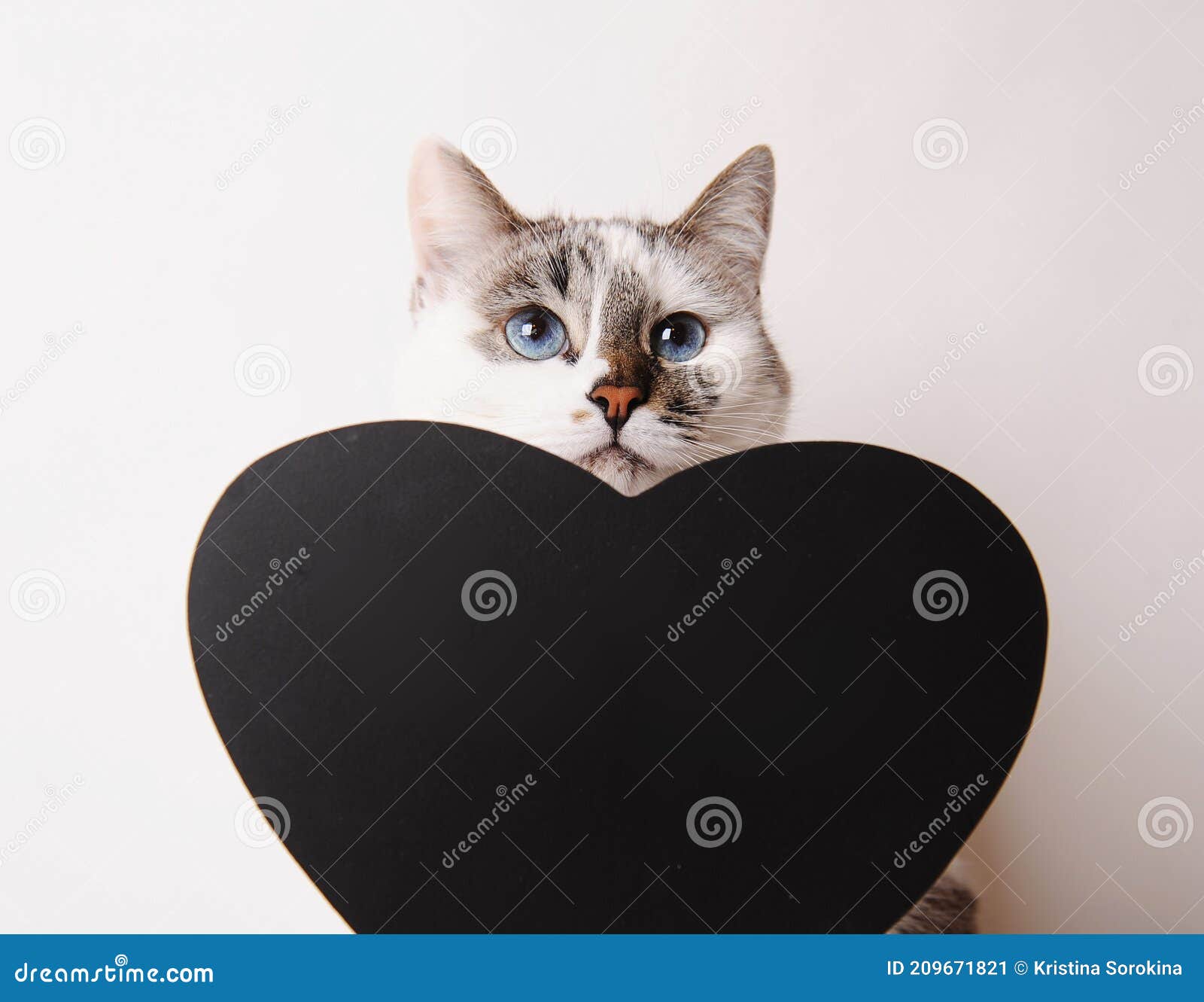 Gato Lindo De Ojos Azules Con Placa En Forma De Corazón De Tiza Negra