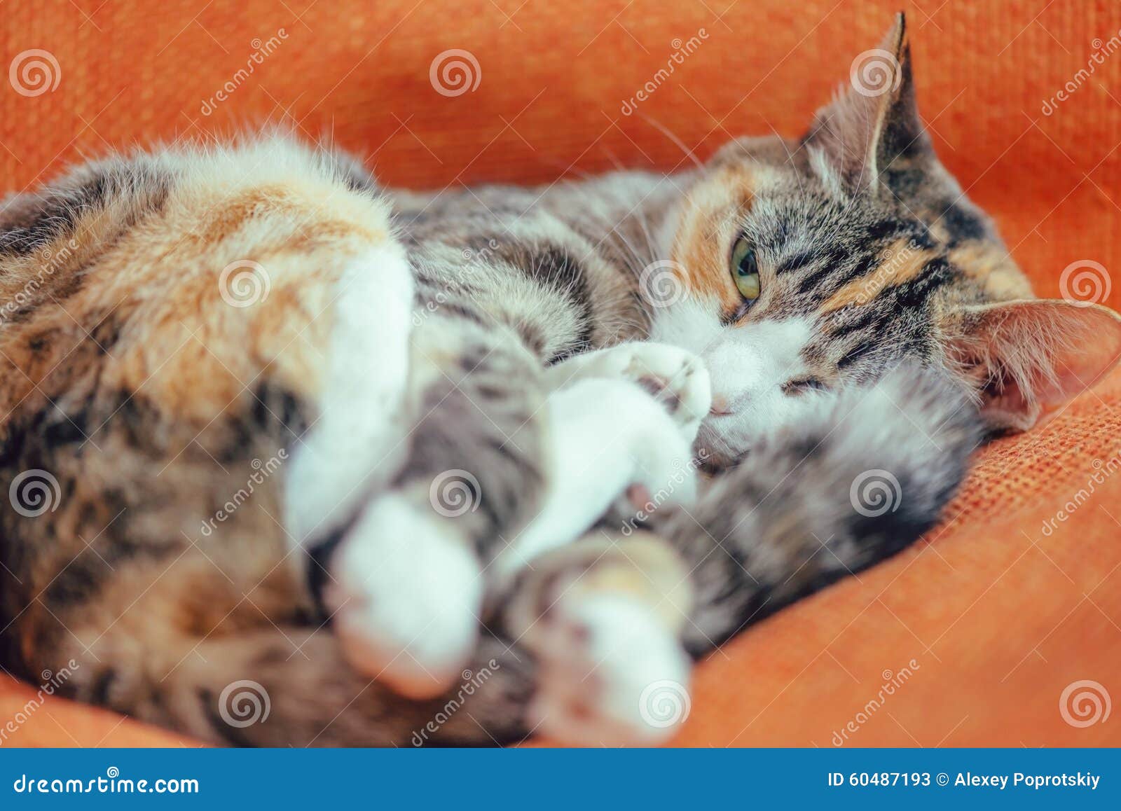 Gato Lindo Del Color De La Concha Imagen de archivo - Imagen de fondo ...