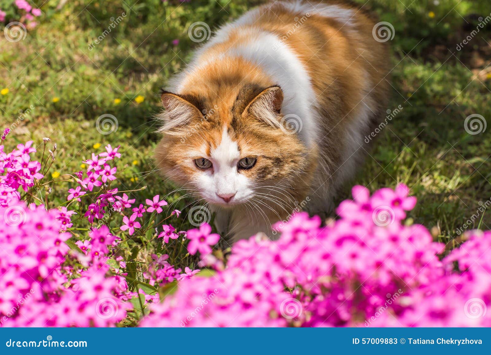 Gato lindo en las flores imagen de archivo. Imagen de flor - 57009883