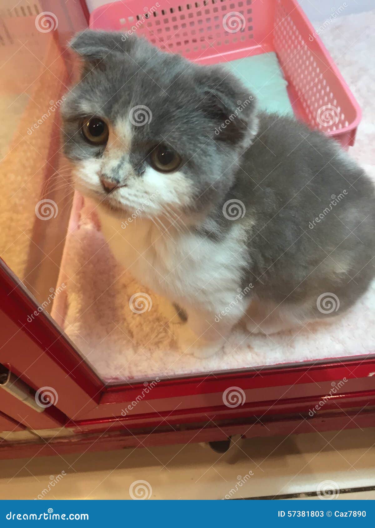 Gato lindo, lindo imagen de archivo. Imagen de lindo - 57381803