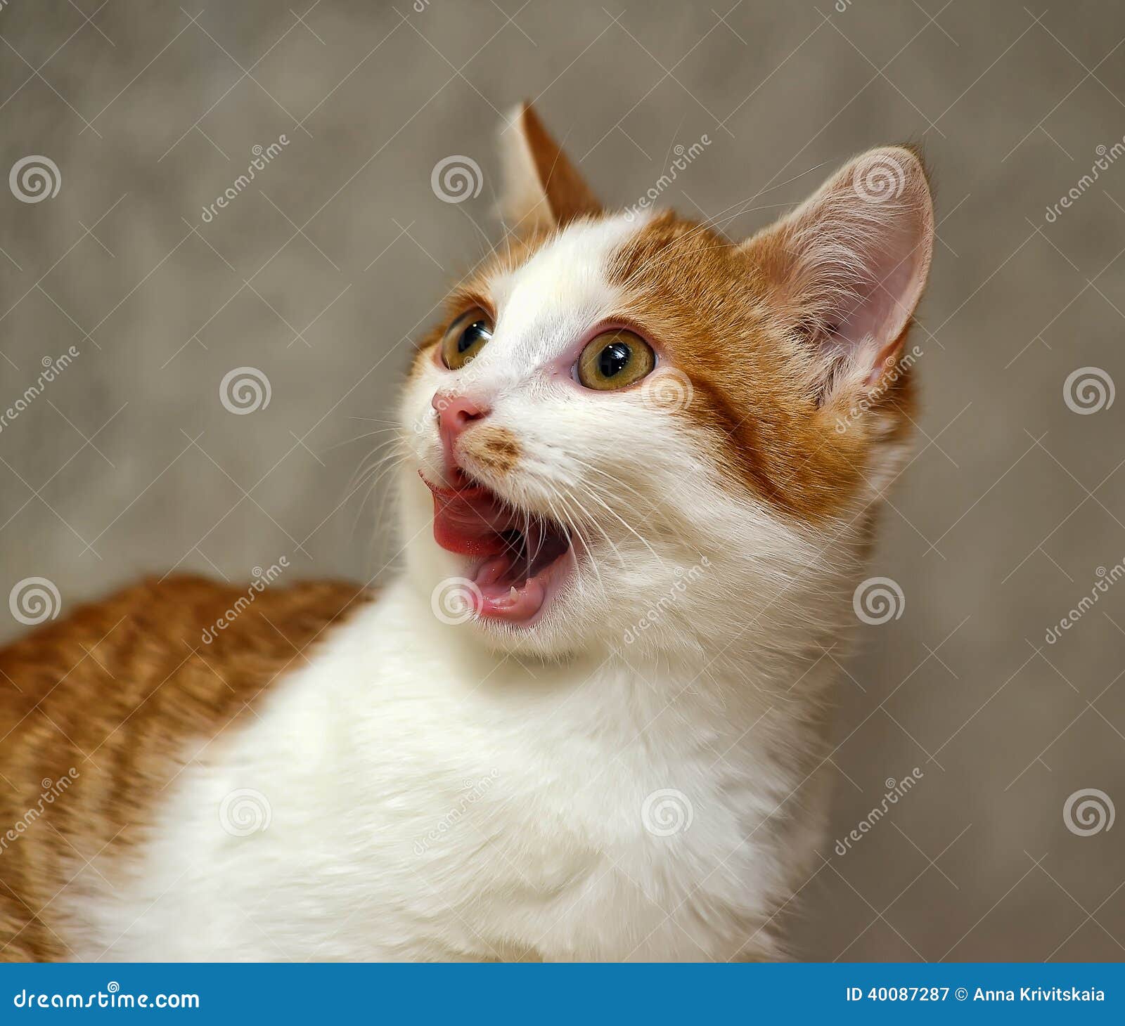 Gato loco imagen de archivo. Imagen de selva, peludo - 40087287