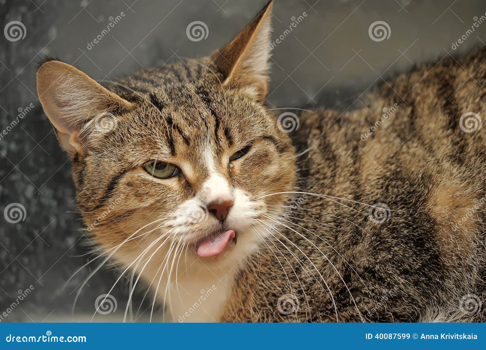 Gato loco imagen de archivo. Imagen de boca, deslumbrar - 40087599