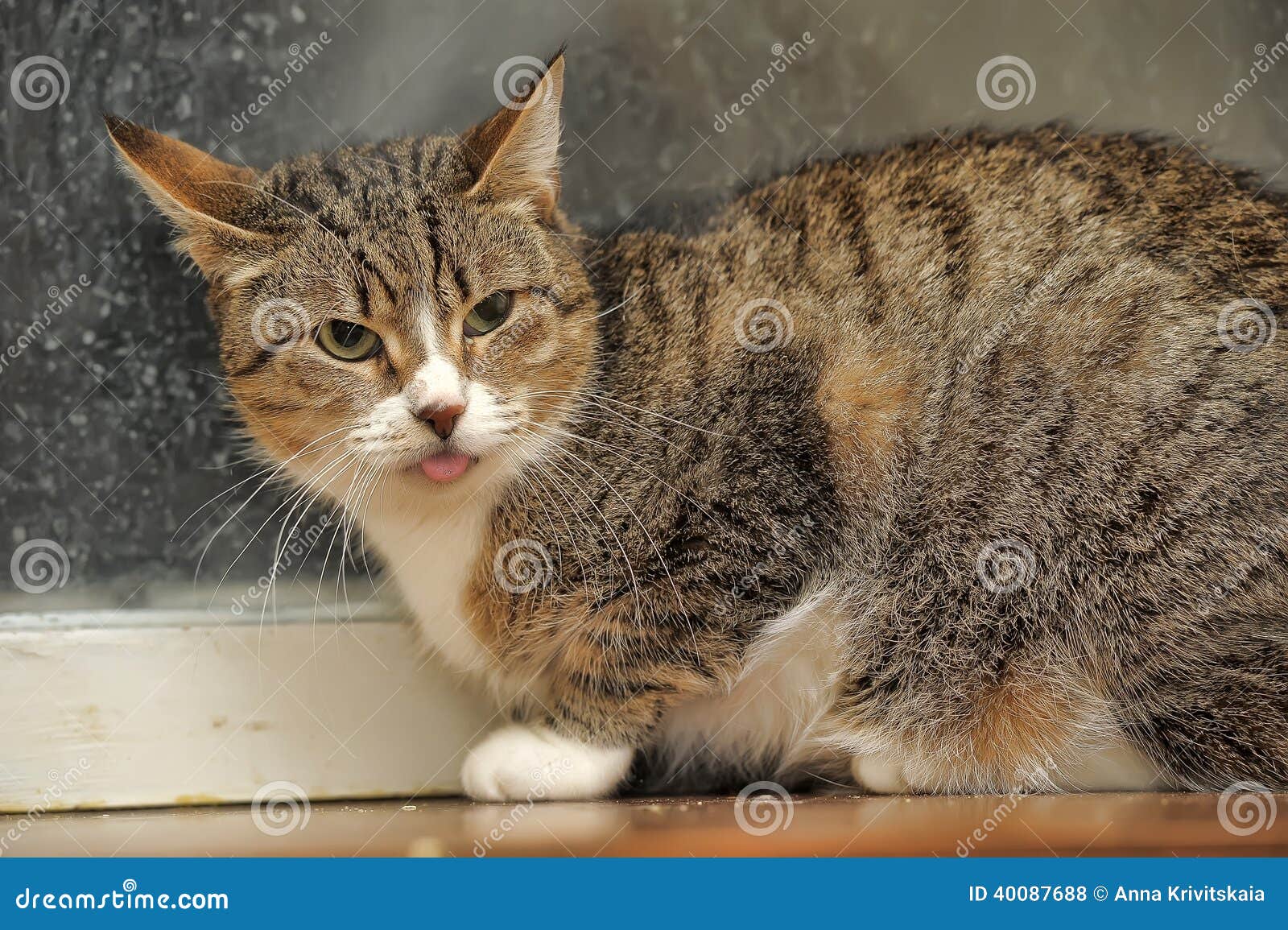 Gato loco foto de archivo. Imagen de boca, insensible - 40087688